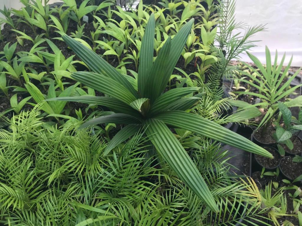 A couple of palmy pics growers choice let’s see your choice ...