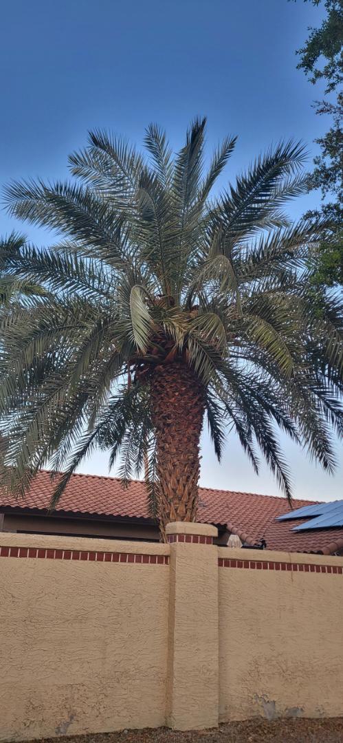 Phoenix ID - DISCUSSING PALM TREES WORLDWIDE - PalmTalk