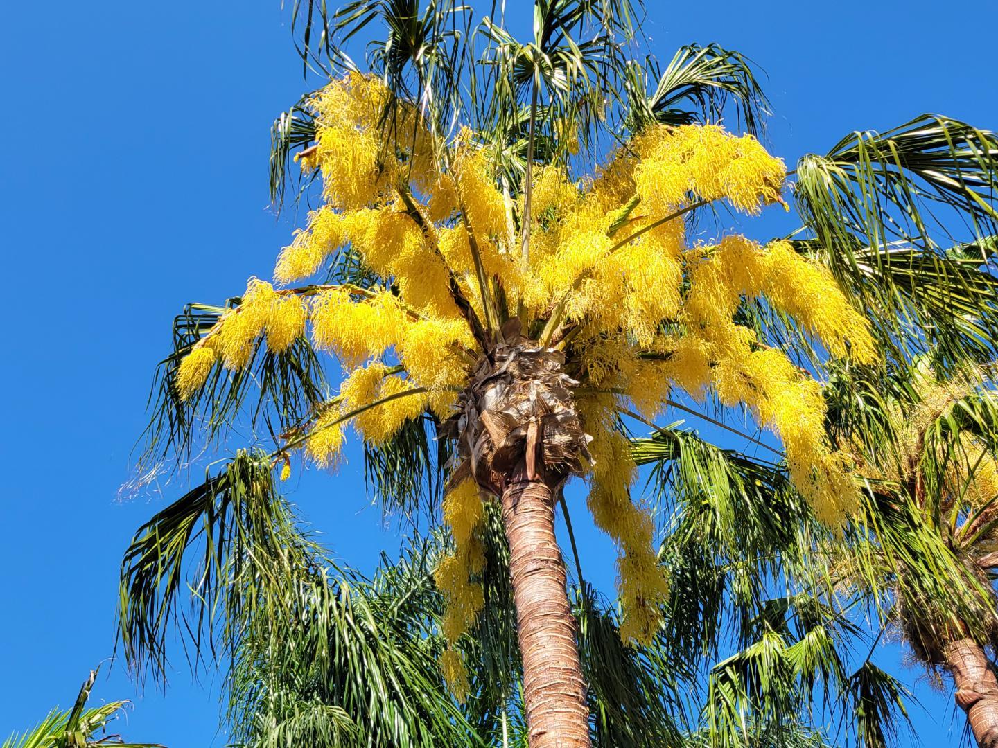 Palm trees flowering - DISCUSSING PALM TREES WORLDWIDE - PalmTalk