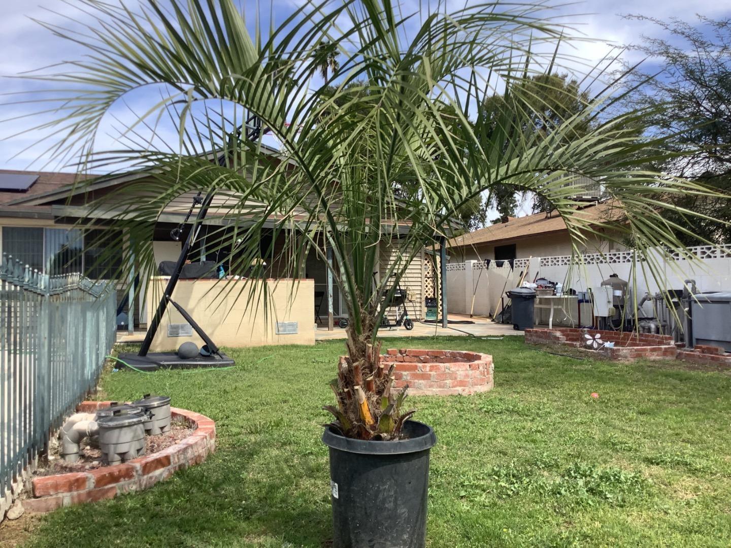 Big palms in small containers - PALMS IN POTS - PalmTalk