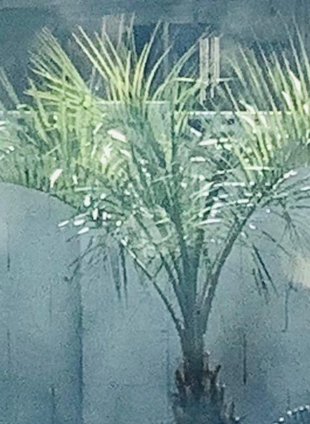 Big palms in small containers - PALMS IN POTS - PalmTalk