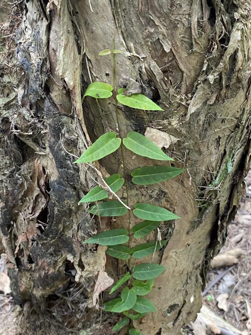 Istari land for wildlife conservation Australia - OHANA NUI - OFF TOPIC ...