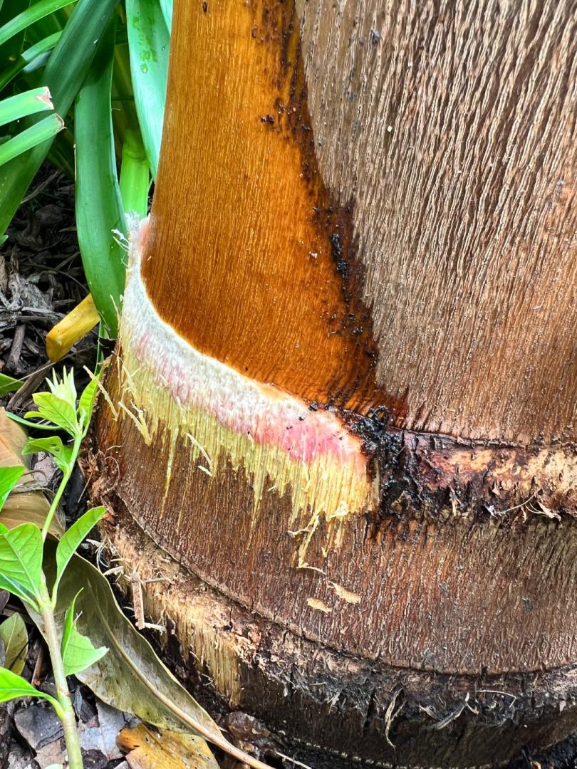 Possible Pink Rot - DISCUSSING PALM TREES WORLDWIDE - PalmTalk