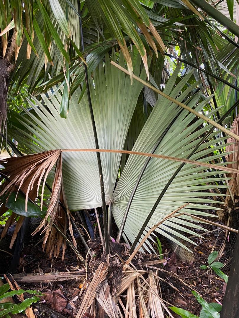 A visit to a private garden part 3 - DISCUSSING PALM TREES WORLDWIDE ...