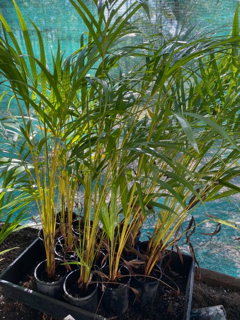 Potting up some dypsis lutescens - DISCUSSING PALM TREES WORLDWIDE ...