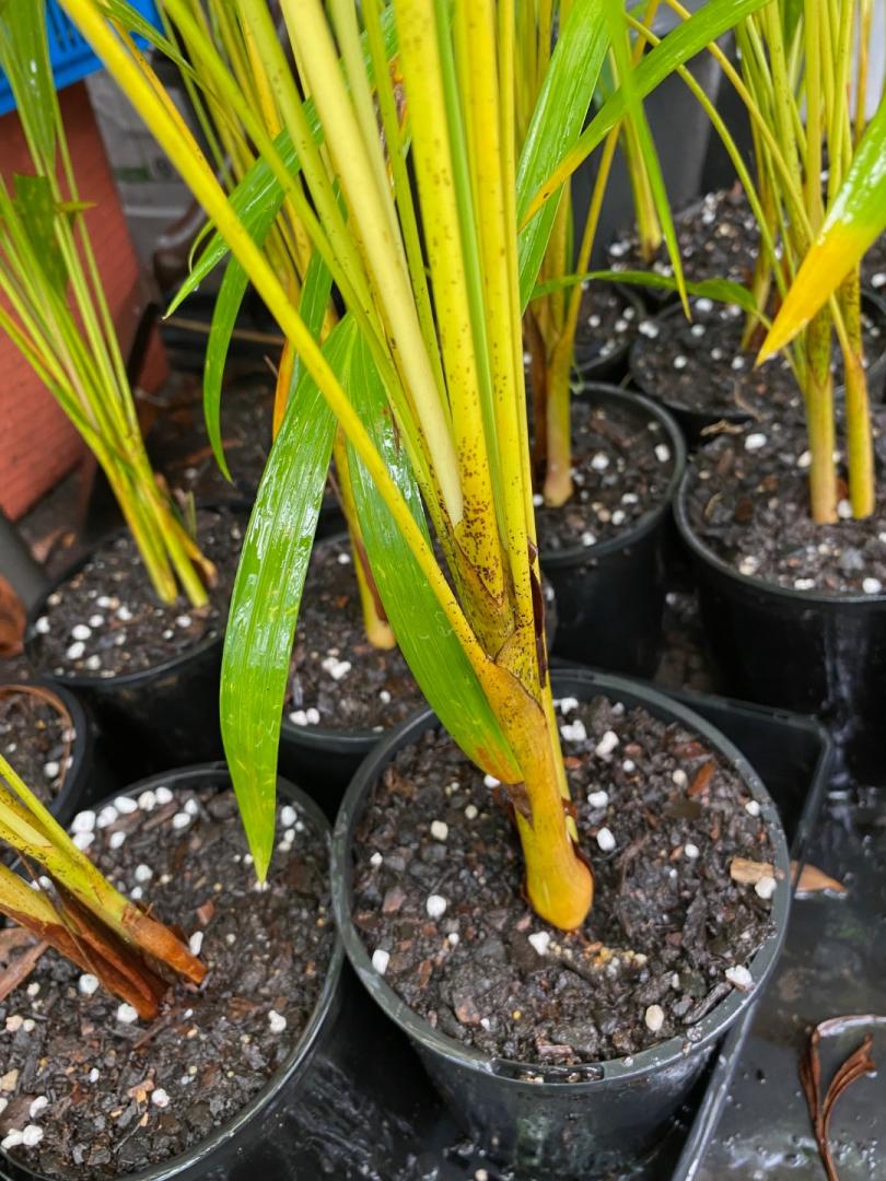 Potting up some dypsis lutescens - DISCUSSING PALM TREES WORLDWIDE ...