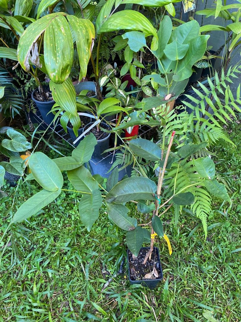 Planting a wax jambu (red) - TROPICAL LOOKING PLANTS - Other Than Palms ...