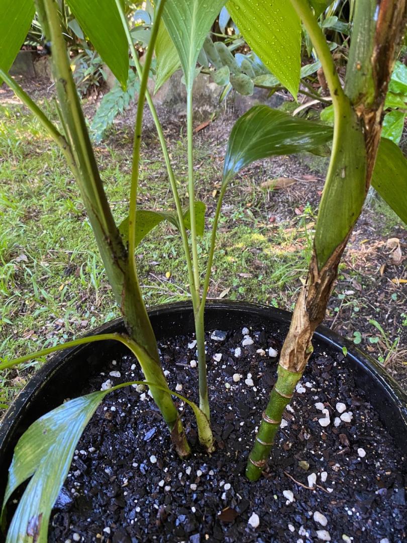 A couple of palms in containers - PALMS IN POTS - PalmTalk
