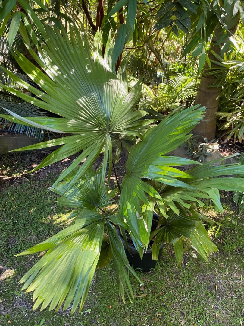 A couple of palms in containers - PALMS IN POTS - PalmTalk
