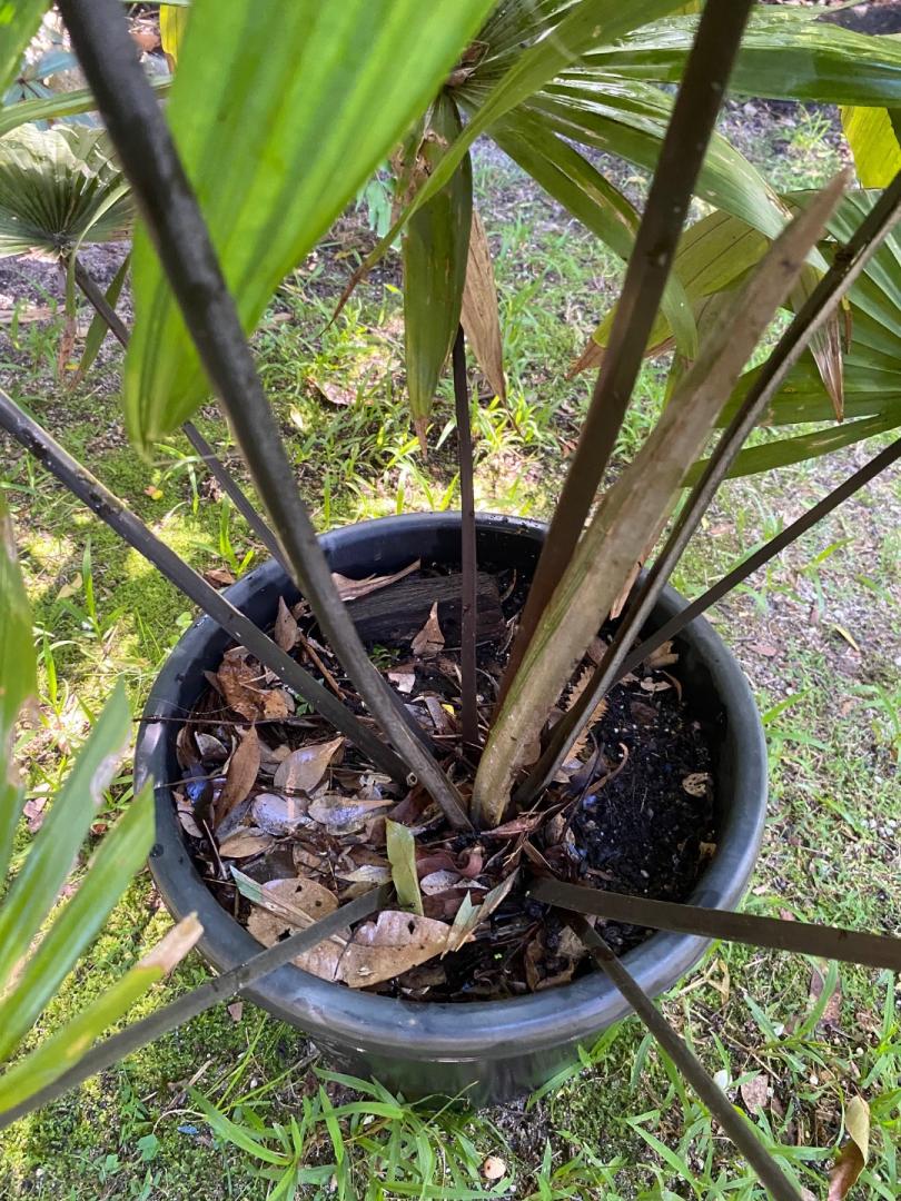 A couple of palms in containers - PALMS IN POTS - PalmTalk