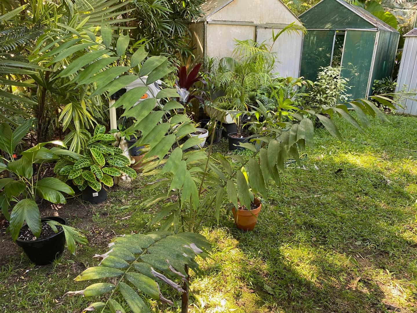A couple of palms in containers - PALMS IN POTS - PalmTalk