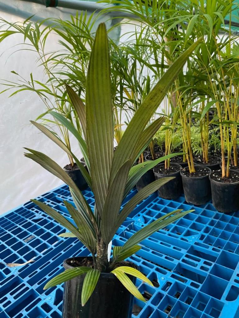 Sommieria leucophylla let’s see some more of them - DISCUSSING PALM ...