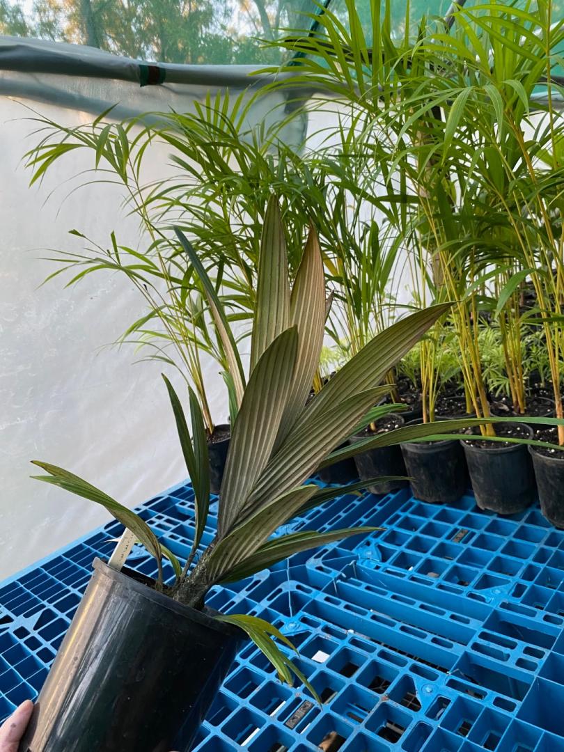 Sommieria leucophylla let’s see some more of them - DISCUSSING PALM ...