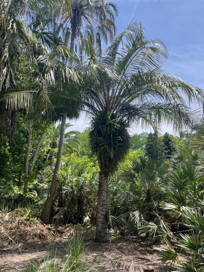 jubaea x butia - COLD HARDY PALMS - PalmTalk