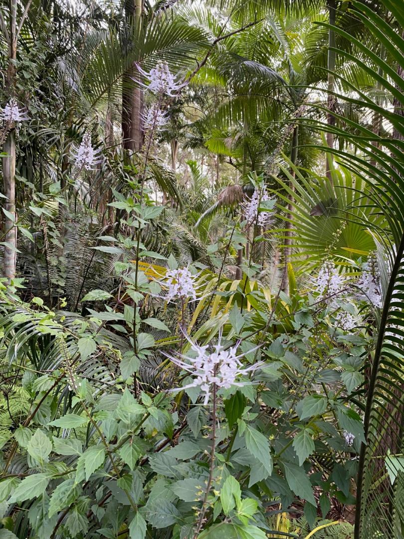 Java tea plant orthosiphon aristatus or cats whiskers - TROPICAL ...