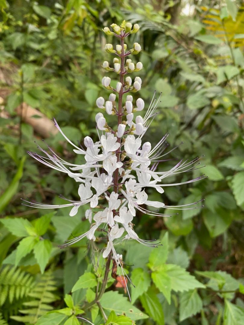 Java tea plant orthosiphon aristatus or cats whiskers - TROPICAL ...