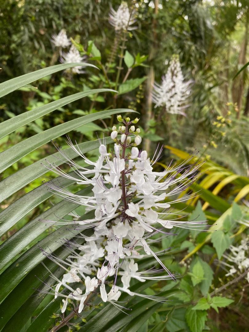 Java tea plant orthosiphon aristatus or cats whiskers - TROPICAL ...