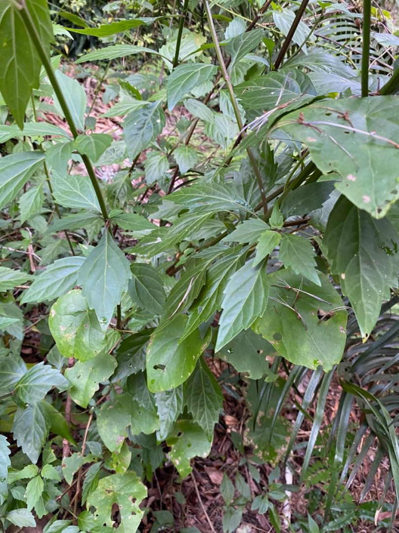 Java tea plant orthosiphon aristatus or cats whiskers - TROPICAL ...