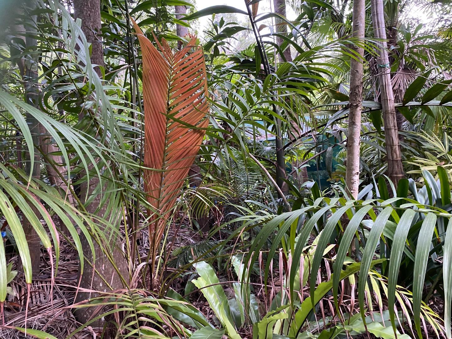 Dypsis utilis new leaf colour - DISCUSSING PALM TREES WORLDWIDE - PalmTalk