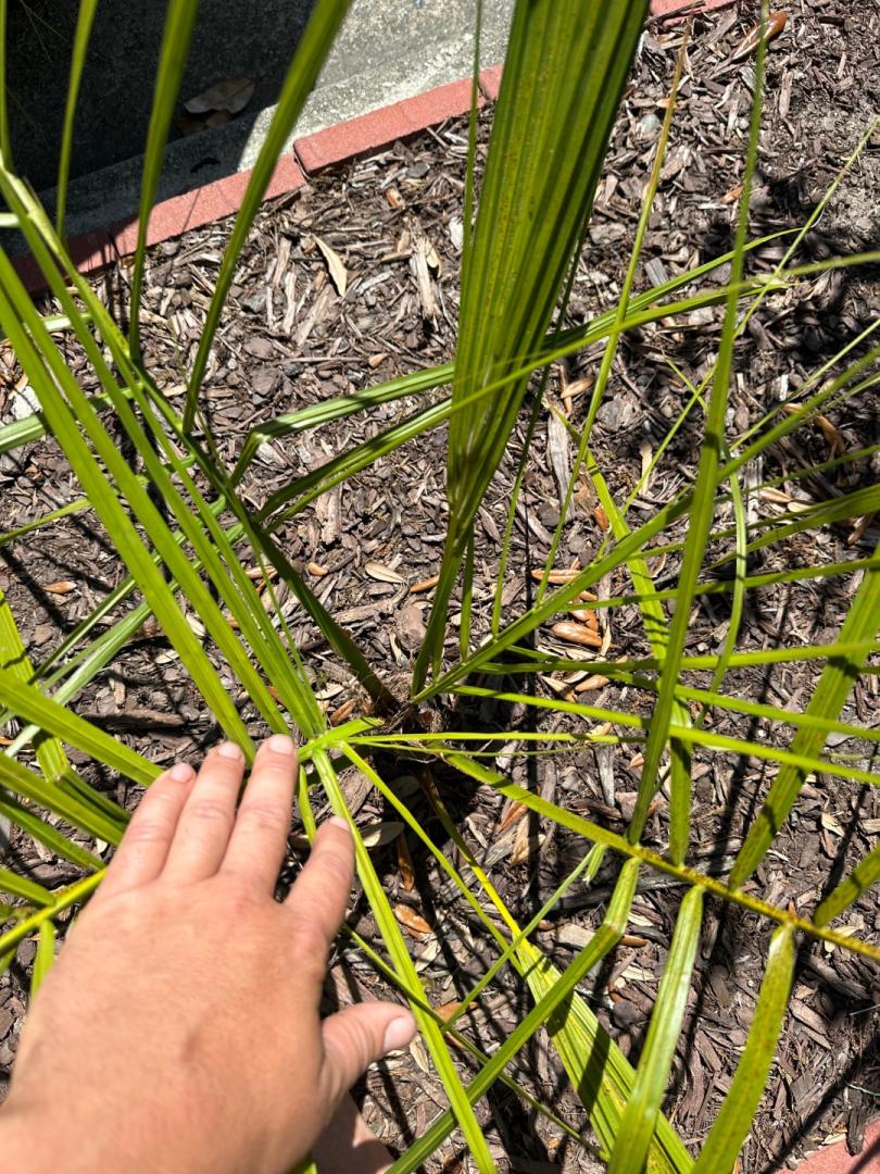 Partial spear pull? - DISCUSSING PALM TREES WORLDWIDE - PalmTalk