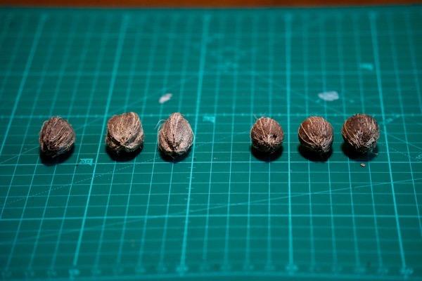 Why do Syagrus Amara seeds from the same plant look different ...