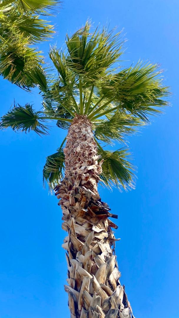 Washingtonia ID? - DISCUSSING PALM TREES WORLDWIDE - PalmTalk