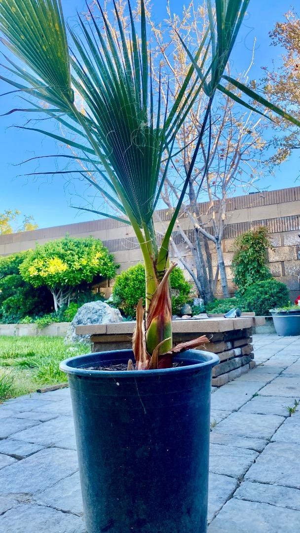 Washingtonia ID? - DISCUSSING PALM TREES WORLDWIDE - PalmTalk