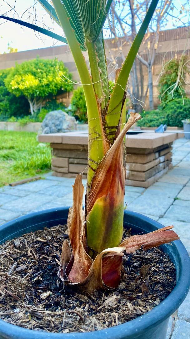 Washingtonia ID? - DISCUSSING PALM TREES WORLDWIDE - PalmTalk