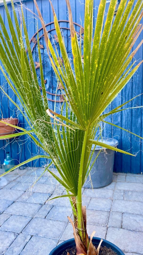 Washingtonia ID? - DISCUSSING PALM TREES WORLDWIDE - PalmTalk