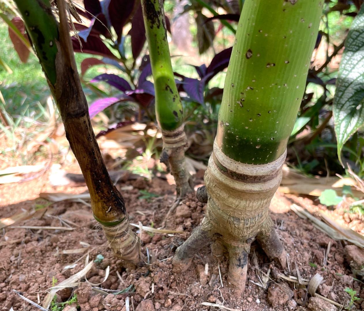 Stilt Palm List Revisted - DISCUSSING PALM TREES WORLDWIDE - PalmTalk