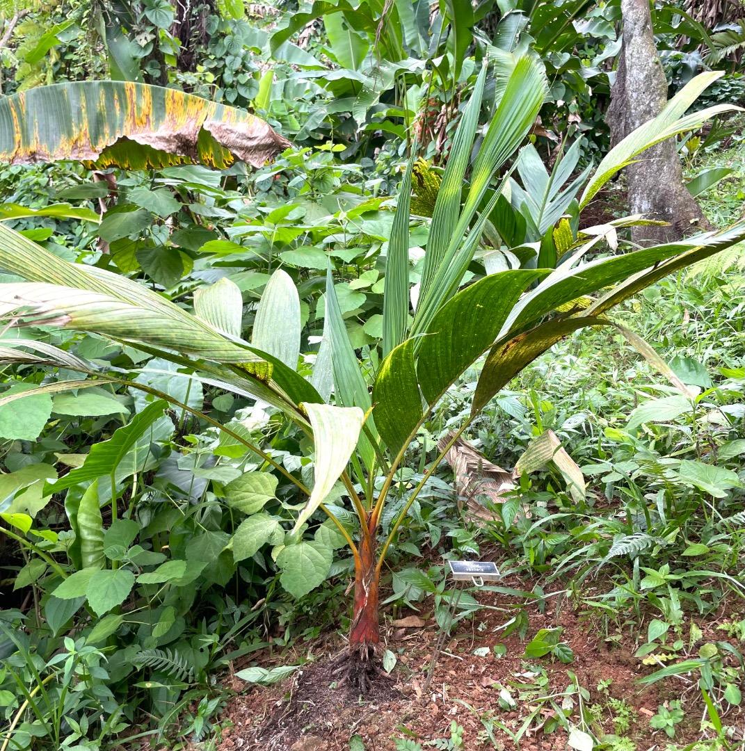 Stilt Palm List Revisted - DISCUSSING PALM TREES WORLDWIDE - PalmTalk