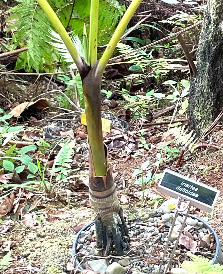 Stilt Palm List Revisted - DISCUSSING PALM TREES WORLDWIDE - PalmTalk