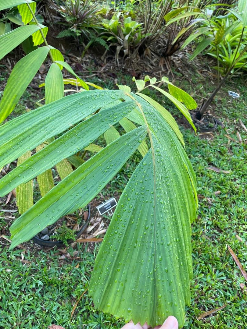 Stilt Palm List Revisted - DISCUSSING PALM TREES WORLDWIDE - PalmTalk