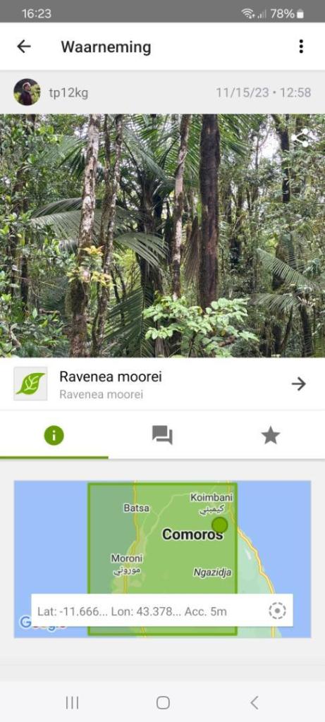 Does anyone grow true Ravenea moorei? - DISCUSSING PALM TREES WORLDWIDE ...