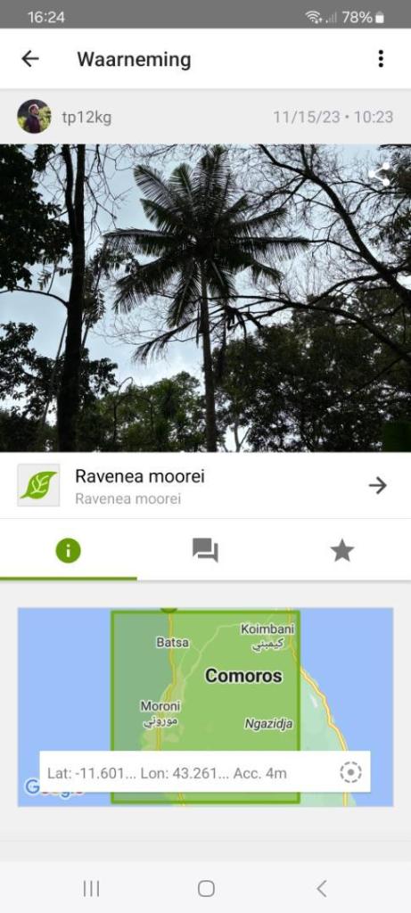 Does anyone grow true Ravenea moorei? - DISCUSSING PALM TREES WORLDWIDE ...