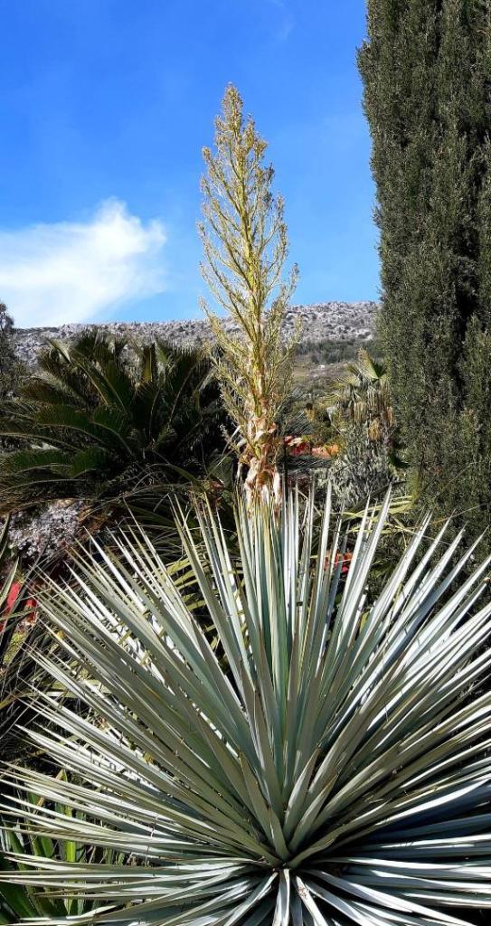Nolina longifolia first flower - TROPICAL LOOKING PLANTS - Other Than ...