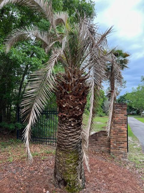 Sick Palm in coastal Alabama - DISCUSSING PALM TREES WORLDWIDE - PalmTalk