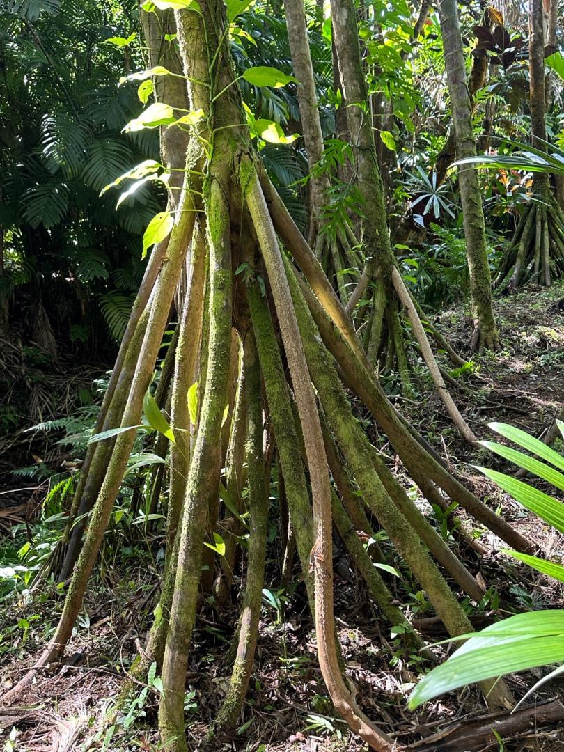 Stilt Palm List Revisted - DISCUSSING PALM TREES WORLDWIDE - PalmTalk