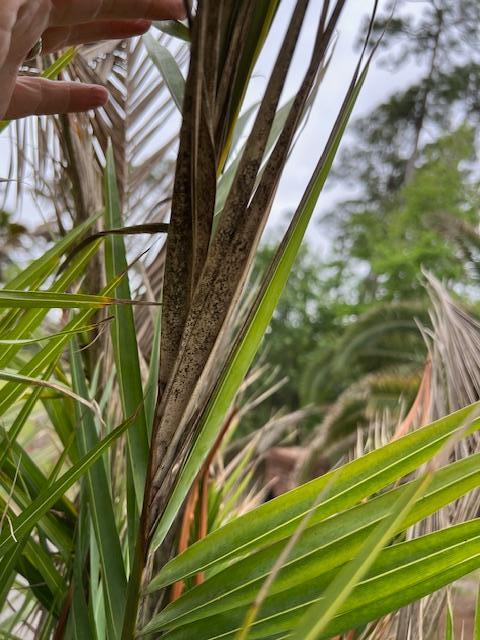 Sick Palm in coastal Alabama - DISCUSSING PALM TREES WORLDWIDE - PalmTalk