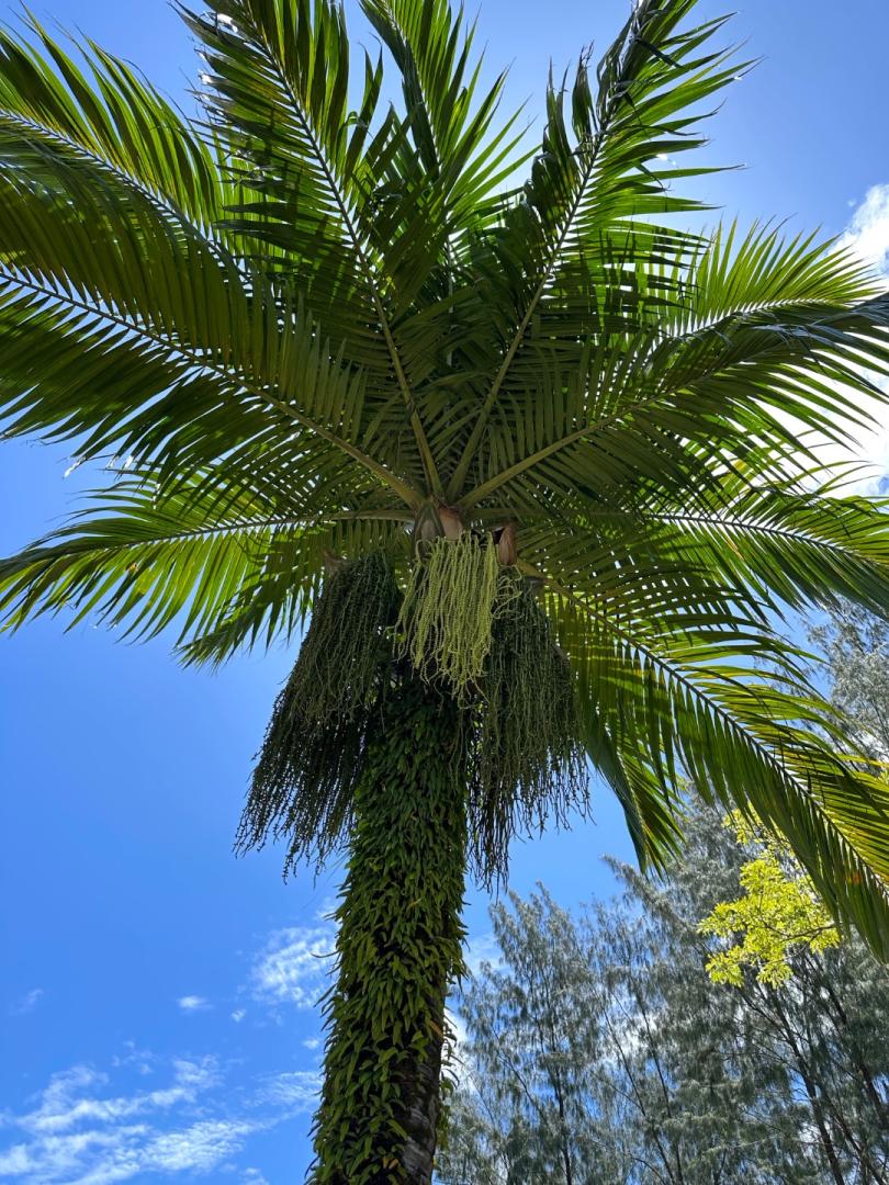 Palms as Street Trees - DISCUSSING PALM TREES WORLDWIDE - PalmTalk