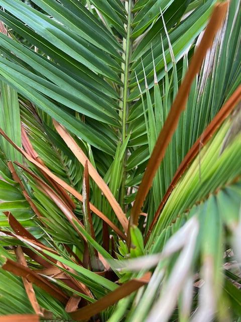 Sick Palm in coastal Alabama - DISCUSSING PALM TREES WORLDWIDE - PalmTalk