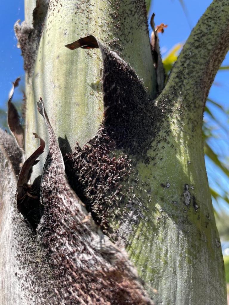 Help - DISCUSSING PALM TREES WORLDWIDE - PalmTalk