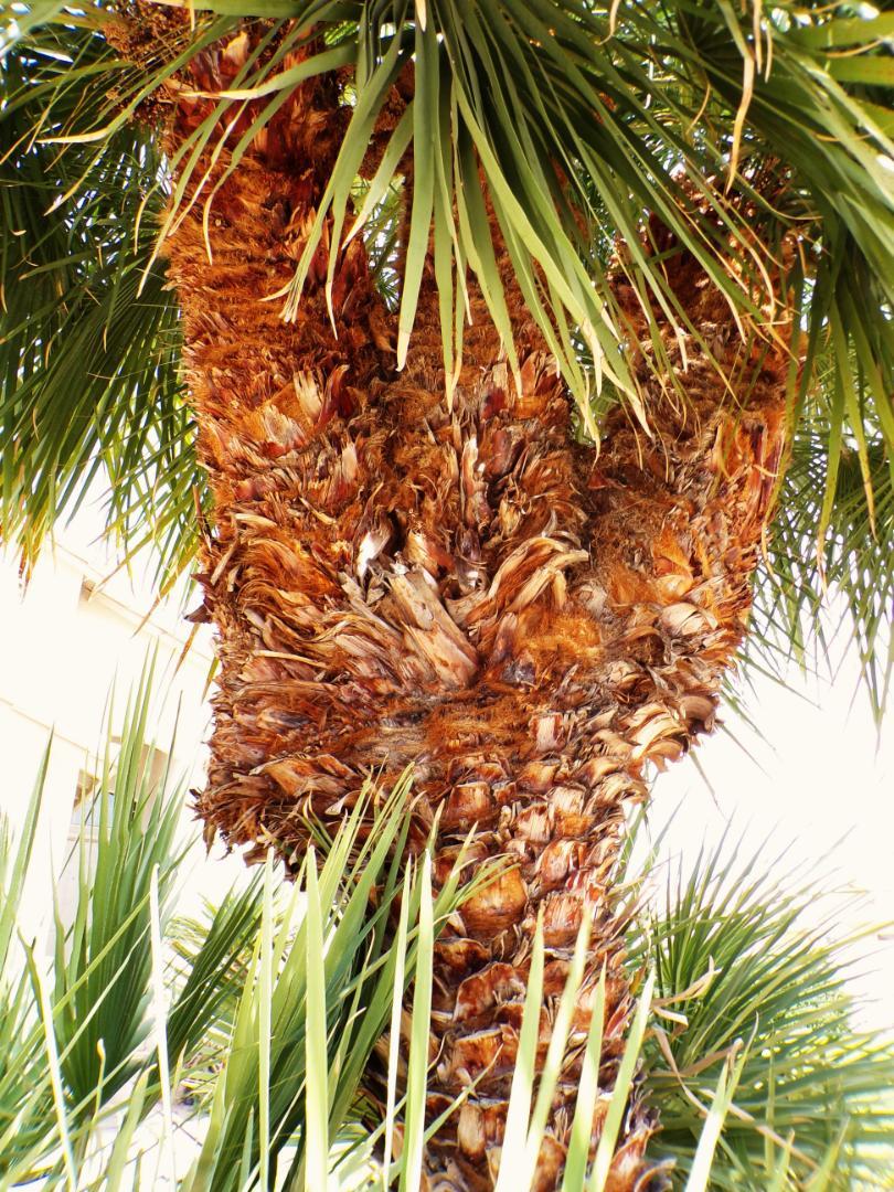 Black Mediterranean fan palm trunk - DISCUSSING PALM TREES WORLDWIDE ...