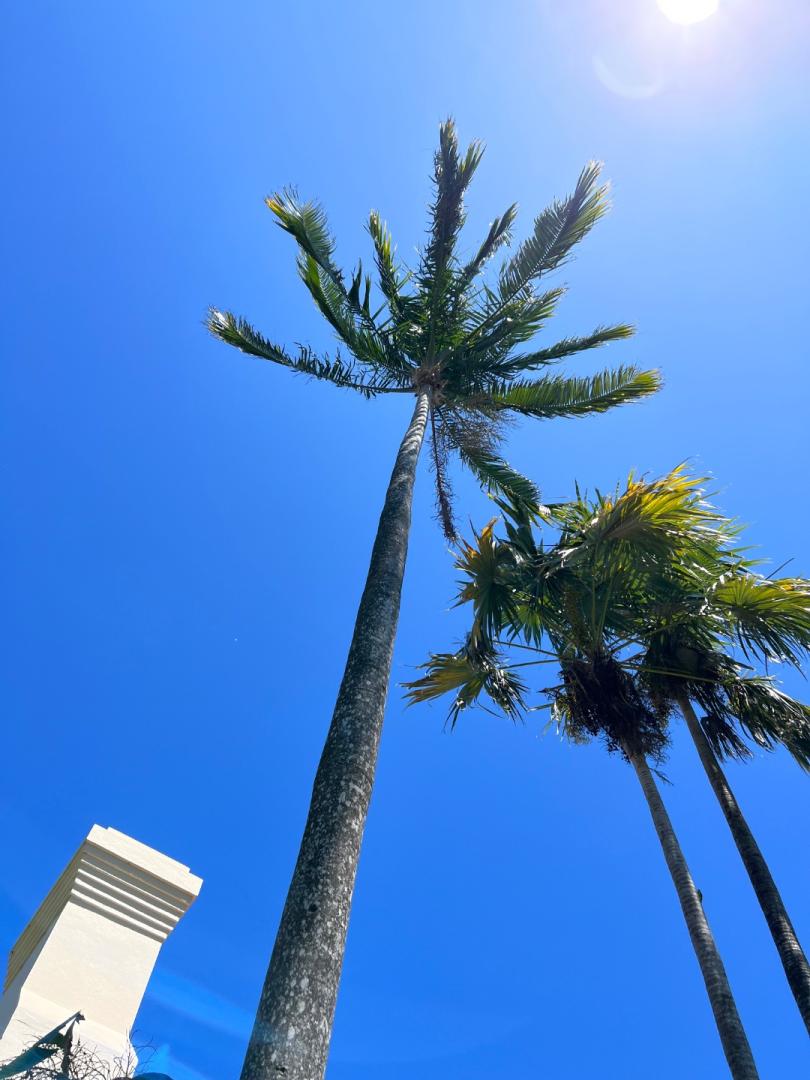 Tall Archontophoenix alexandrae next to two tall Thrinax radiata ...