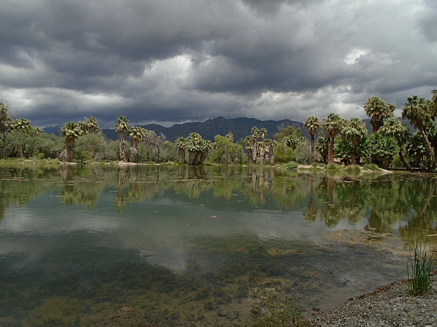 Washingtonia Filifera browning - DISCUSSING PALM TREES WORLDWIDE - PalmTalk