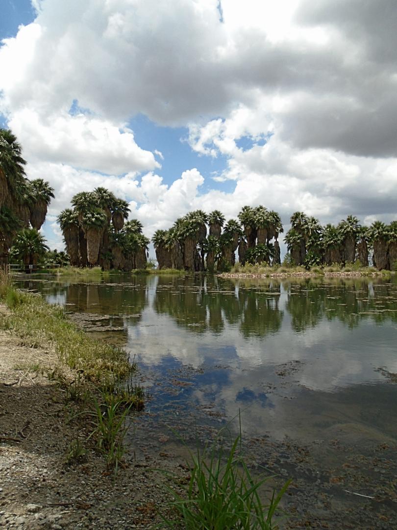 Washingtonia Filifera browning - DISCUSSING PALM TREES WORLDWIDE - PalmTalk