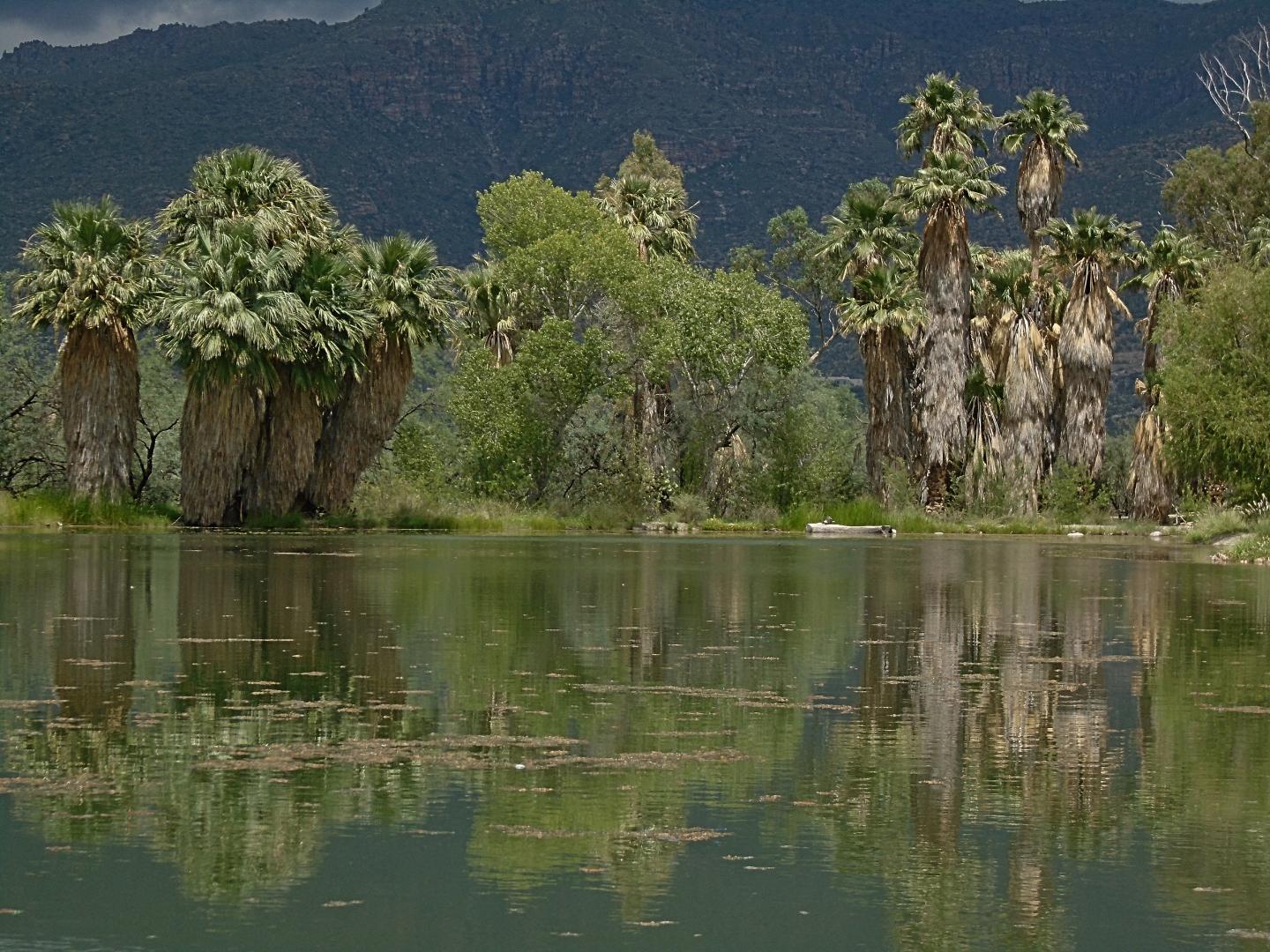 Washingtonia Filifera browning - DISCUSSING PALM TREES WORLDWIDE - PalmTalk