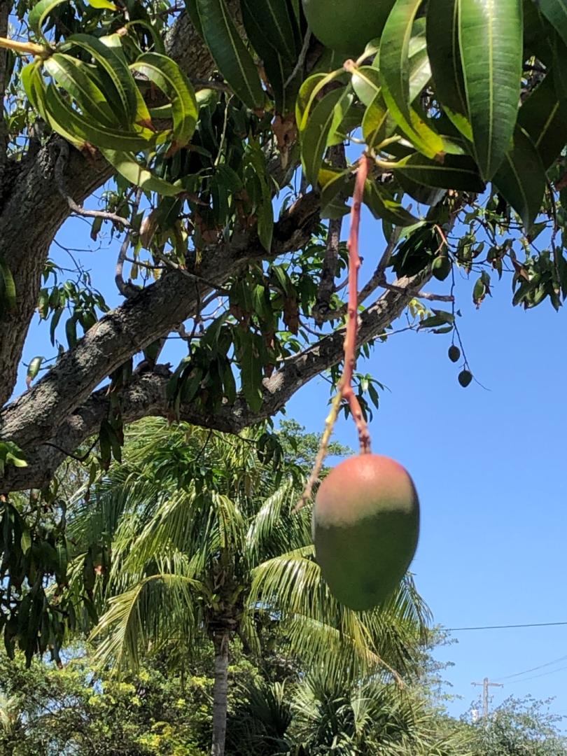 Mango Wars will begin soon! - TROPICAL LOOKING PLANTS - Other Than ...