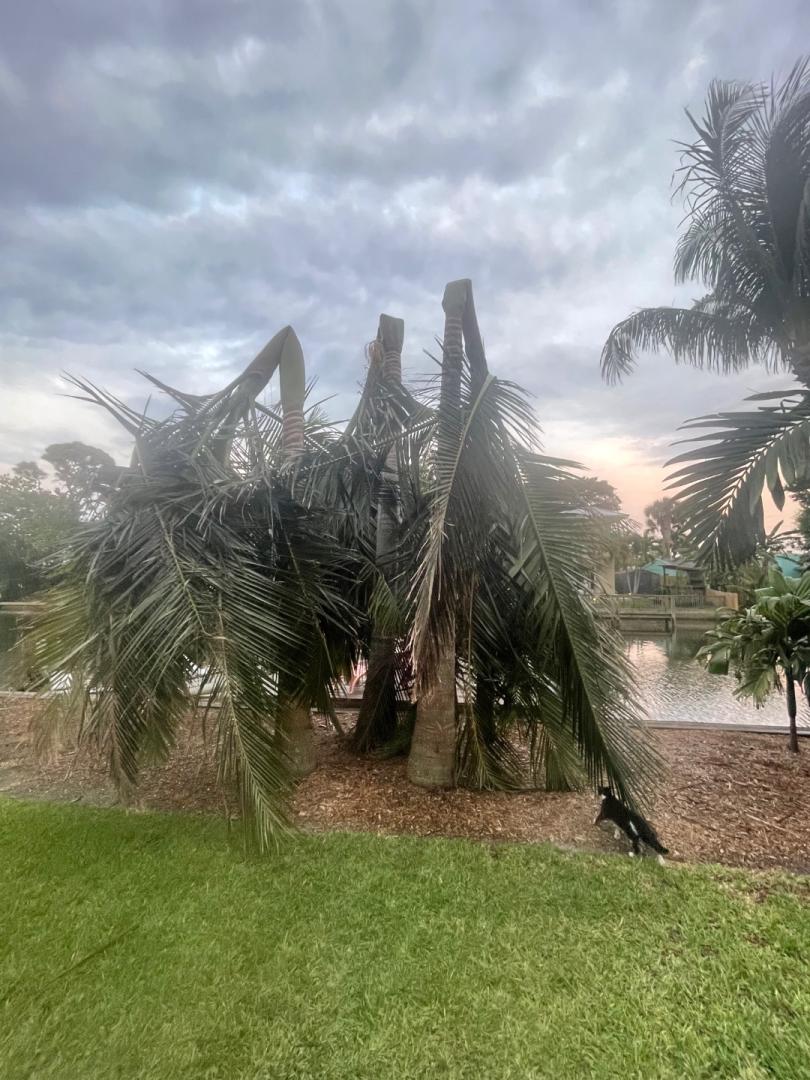 Lightning - DISCUSSING PALM TREES WORLDWIDE - PalmTalk