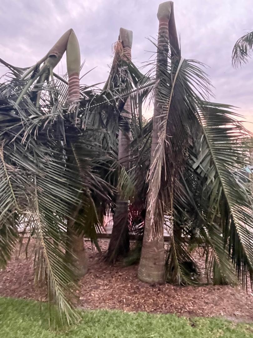 Lightning - DISCUSSING PALM TREES WORLDWIDE - PalmTalk